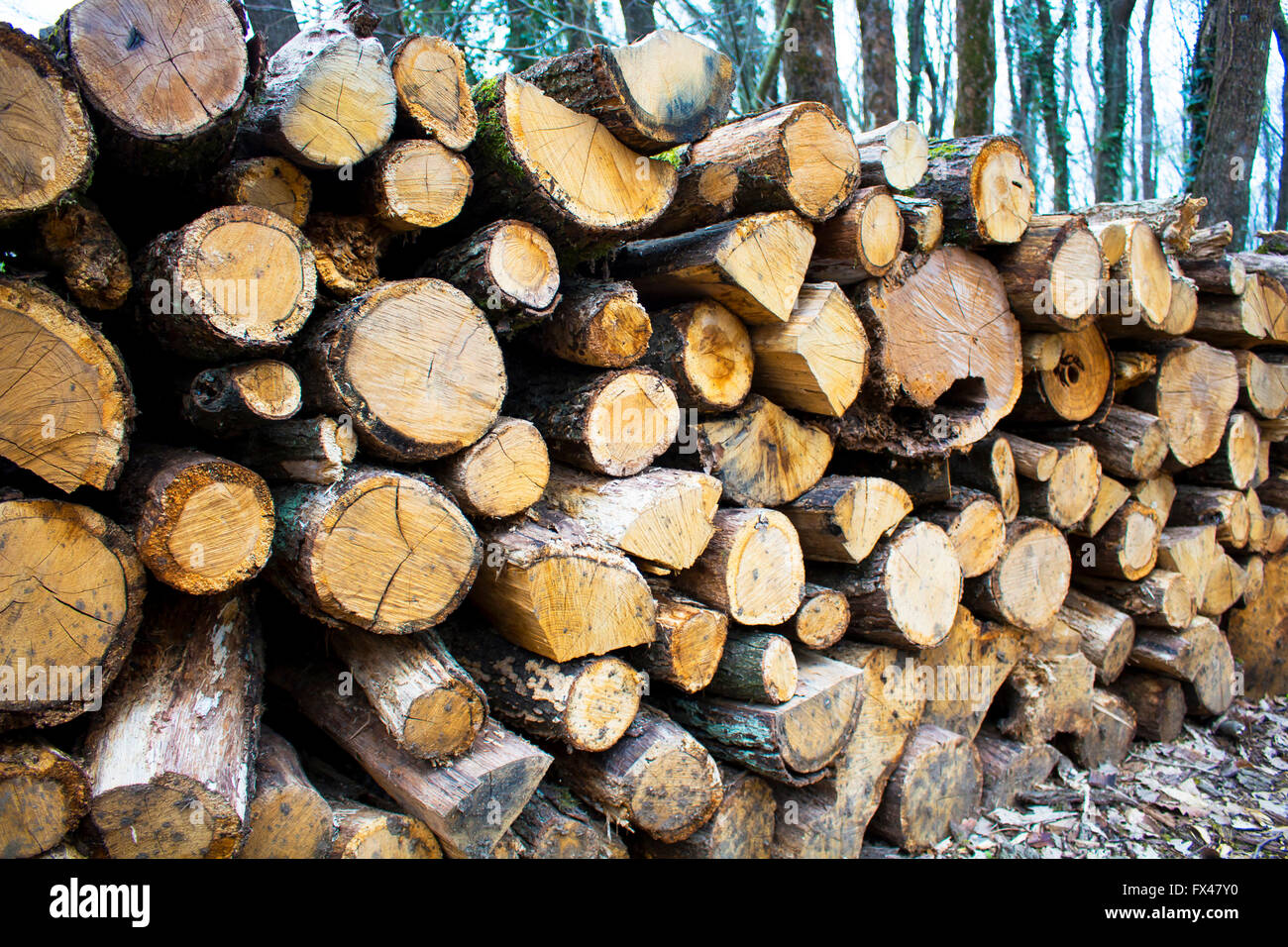Chopped wood in forest at park in Istanbul Stock Photo - Alamy