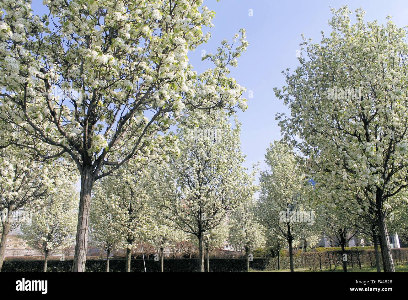trees with white flowers in spring Stock Photo - Alamy