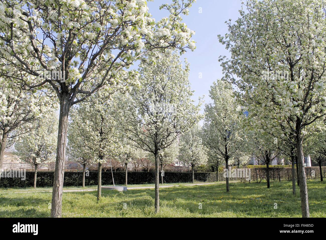 trees with white flowers in spring Stock Photo - Alamy