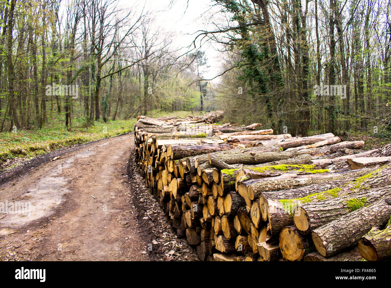 Chopped wood in forest at park in Istanbul Stock Photo - Alamy