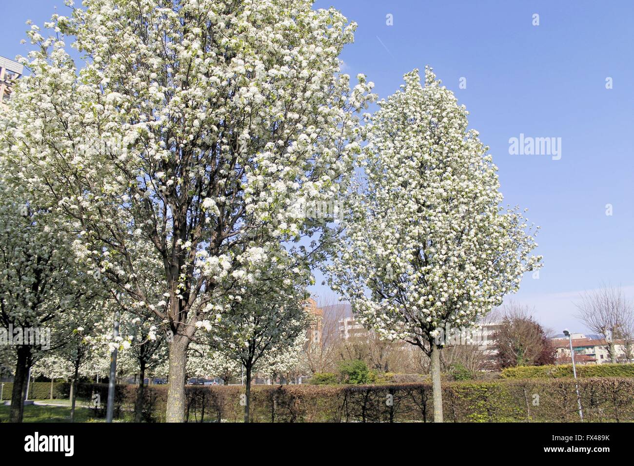 trees with white flowers in spring Stock Photo - Alamy