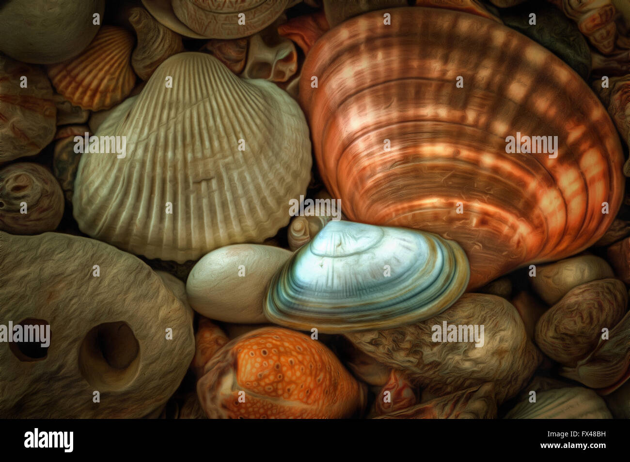 Various scallop shells hi-res stock photography and images - Alamy