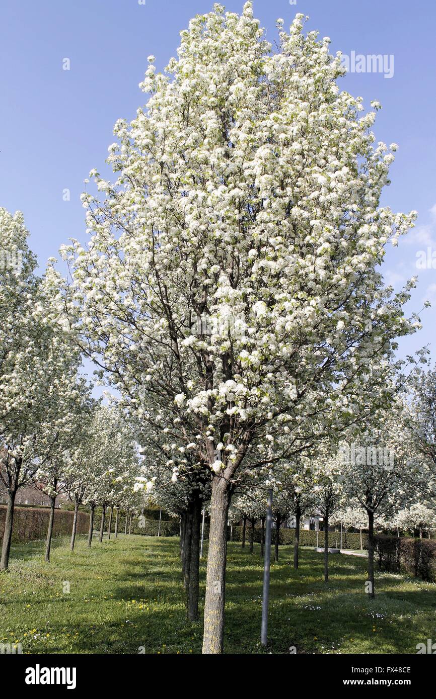 trees with white flowers in spring Stock Photo - Alamy