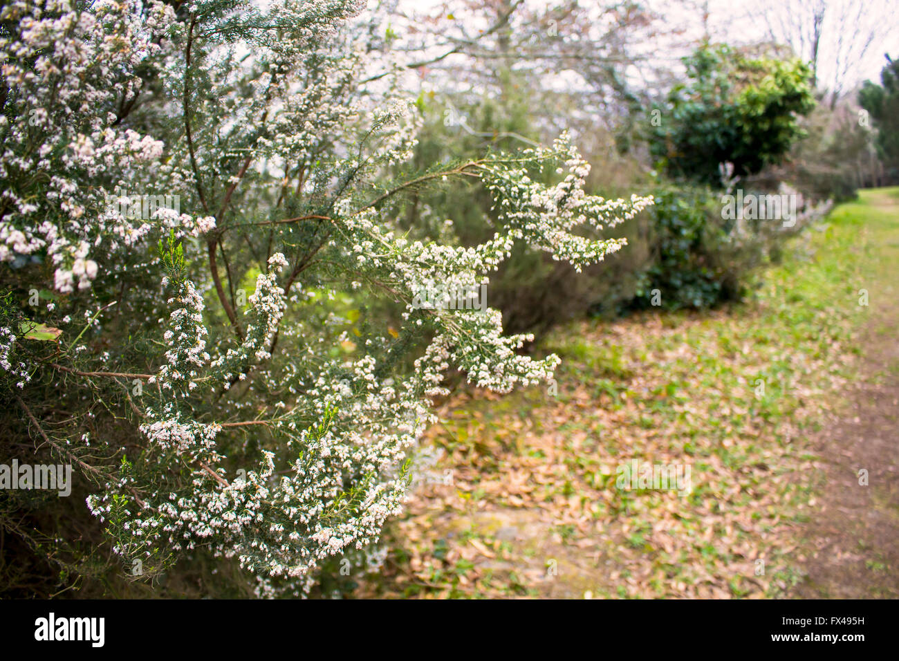Istanbul in spring hi-res stock photography and images - Alamy