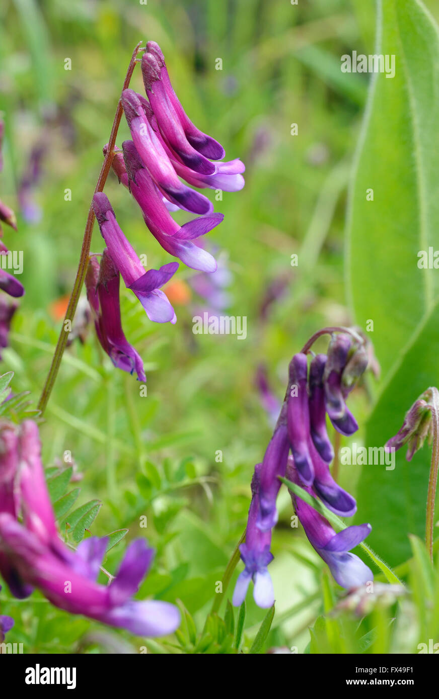 Wooly or Fodder Vetch - Vicia villosa Cyprus Stock Photo - Alamy