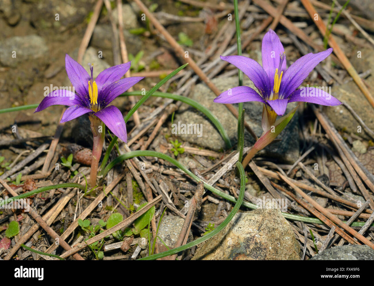 Romulea tabularis 15 seeds Home & Hobby Gardening & Plants Seeds etna ...