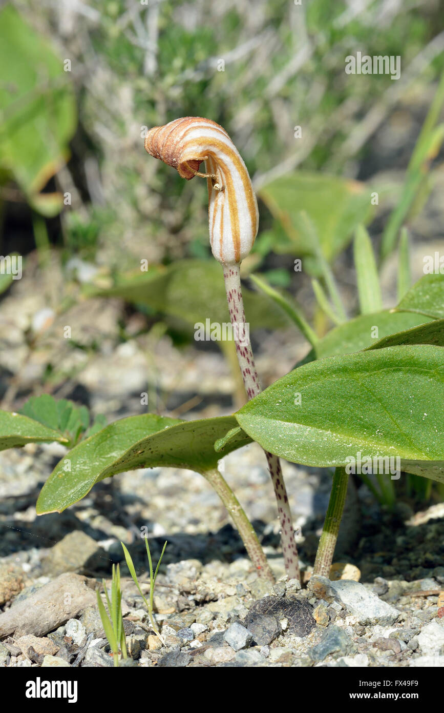 Friar’s Cowl - Arisarum vulgaris Arum flower on Cyprus Stock Photo - Alamy