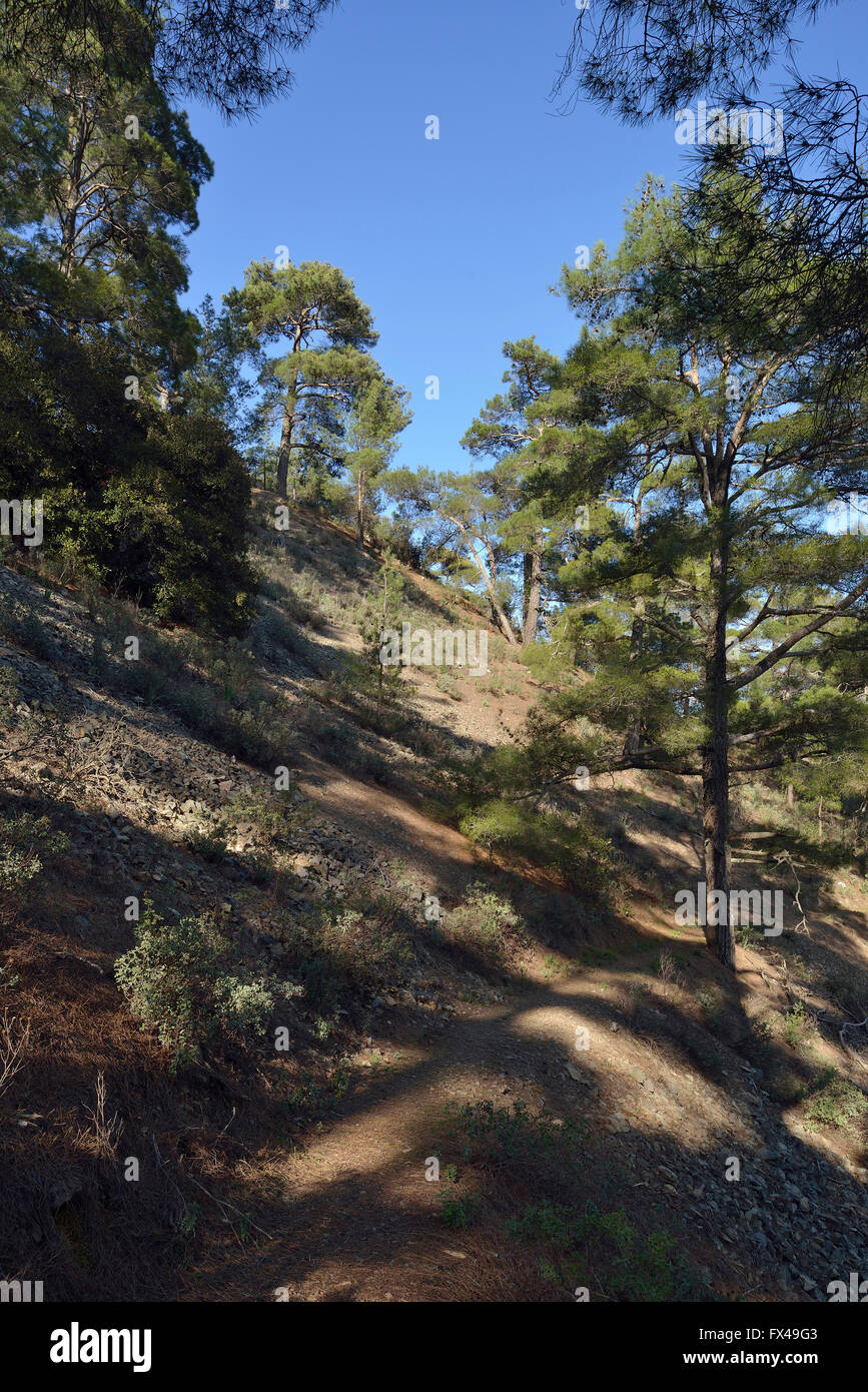 Cyprus stavros tis psokas forest hi-res stock photography and images ...