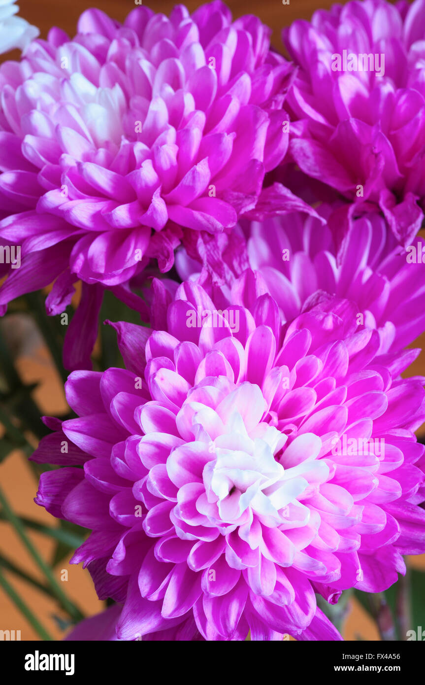 Pink chrysanthemum blooms close up with two on diagonal and another ...