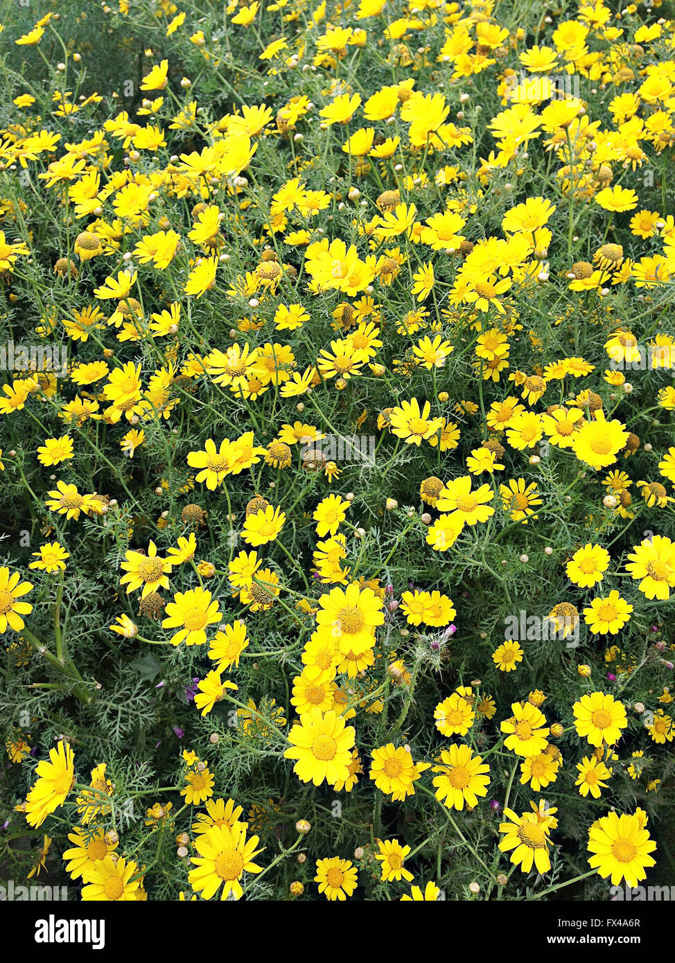 Rural landscape yellow daisies hi-res stock photography and images - Alamy