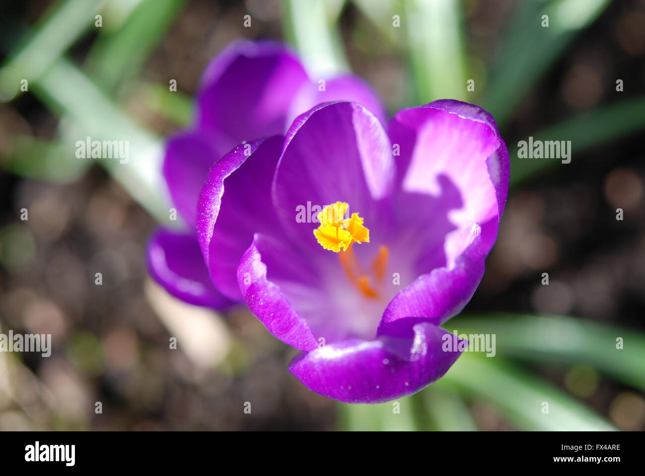 Crocus purple hi-res stock photography and images - Alamy