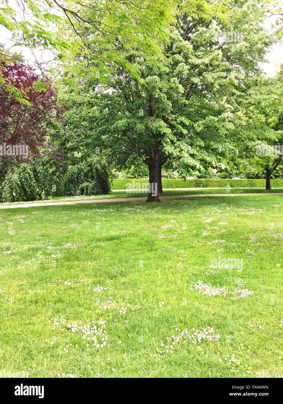 Tree in park Stock Photo - Alamy