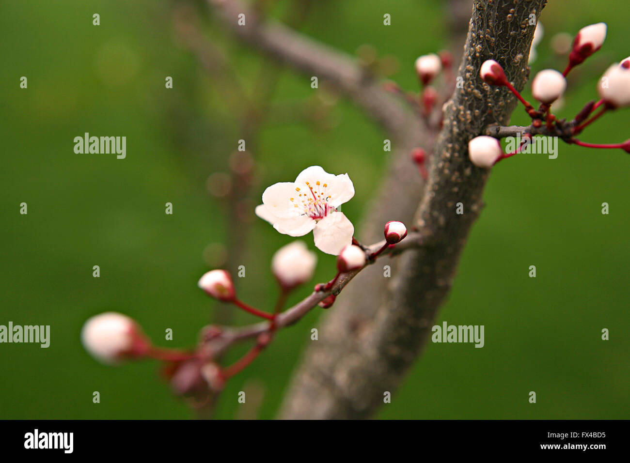 Bud on branch Stock Photo - Alamy