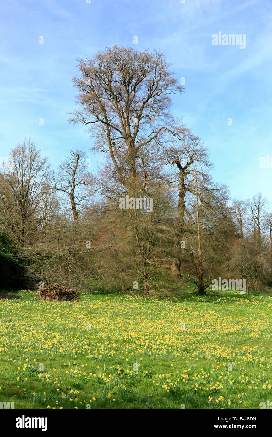 Spring daffodils flowering at Petworth House and Park, Petworth, West ...