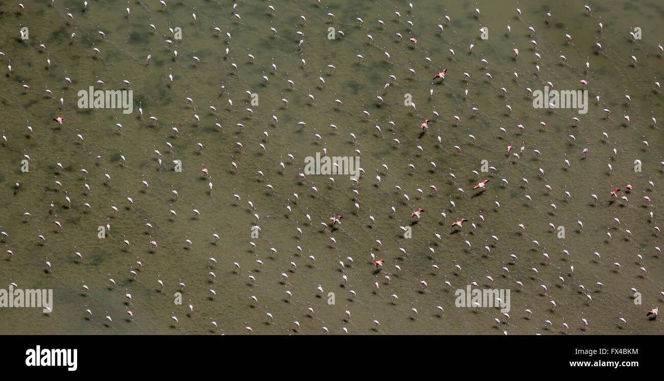 Aerial view, Camargue, flocks of flamingos on the low-water mark of the ...