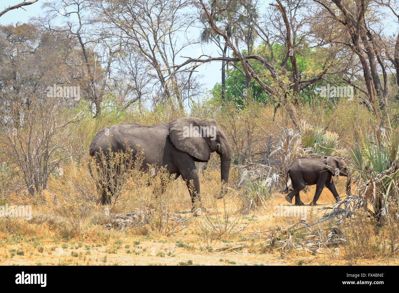 Kalahari elephants hi-res stock photography and images - Alamy