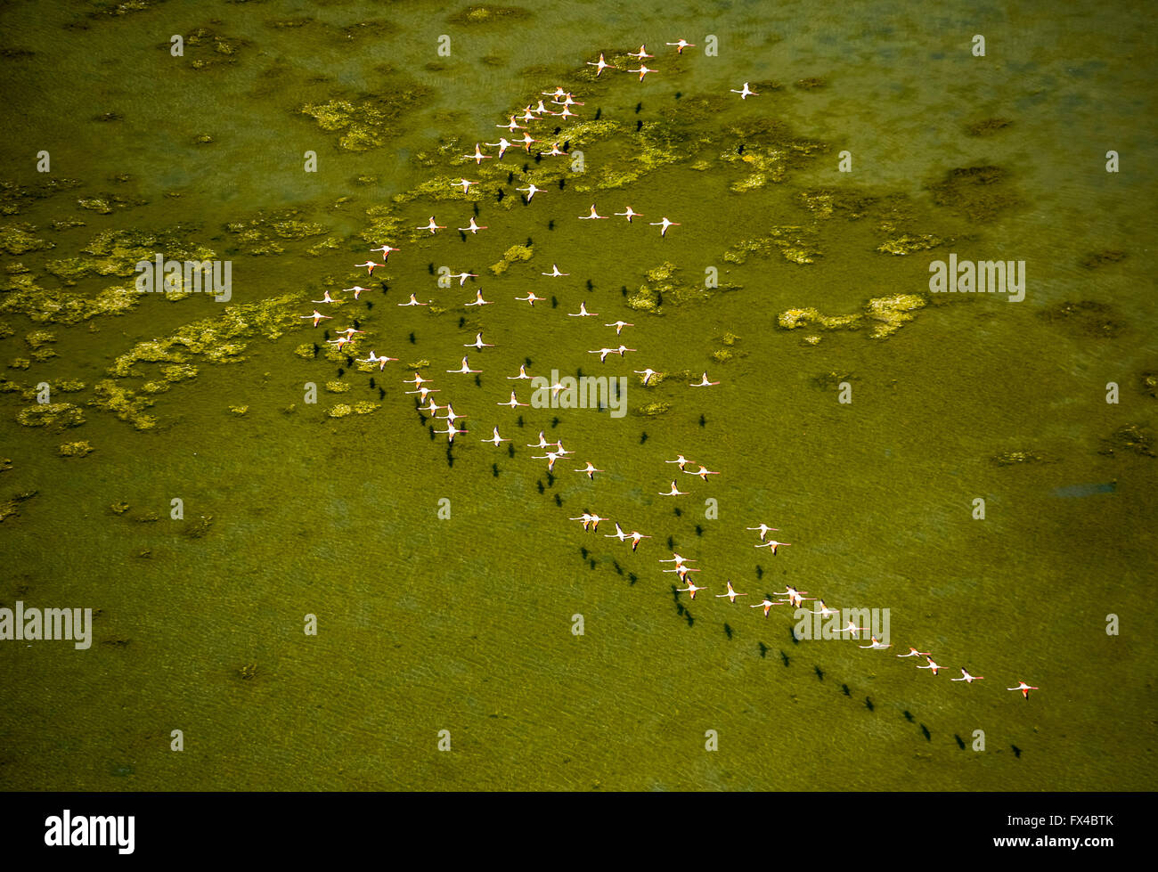 Aerial view, Camargue, flocks of flamingos on the low-water mark of the ...
