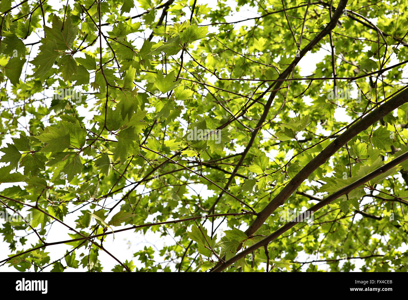 Tree from bottom view Stock Photo - Alamy