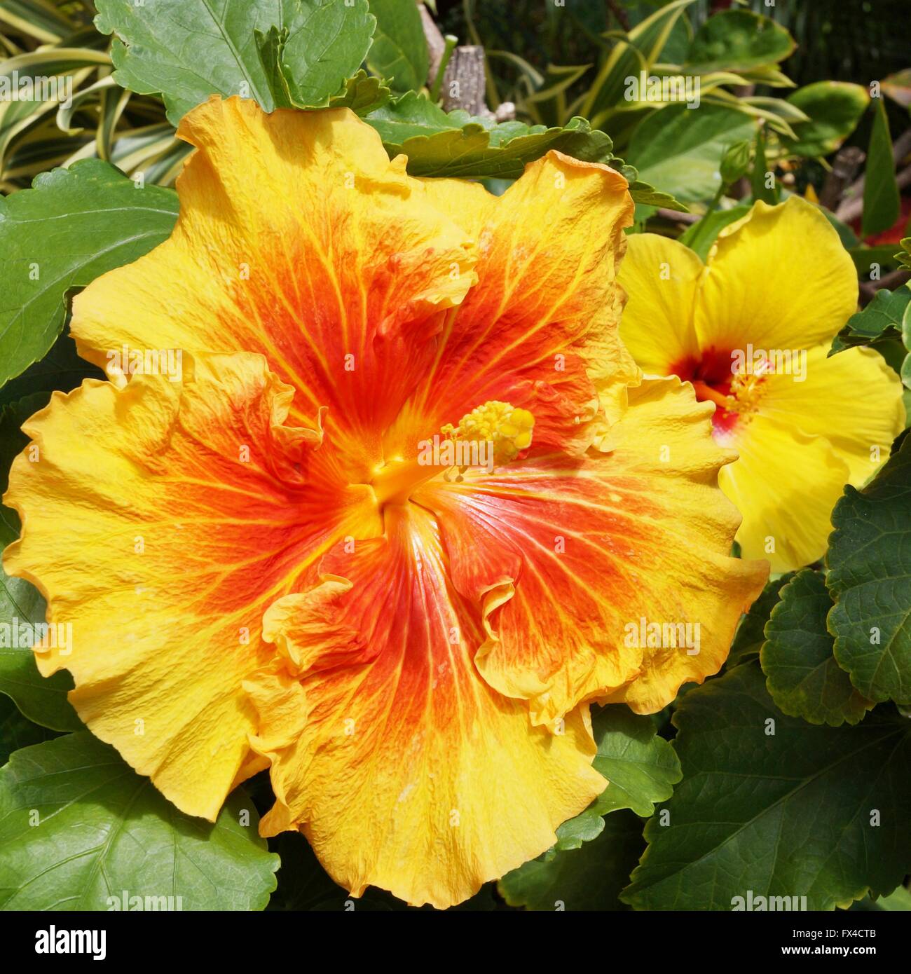 Tropical yellow hibiscus flower in bloom Stock Photo - Alamy