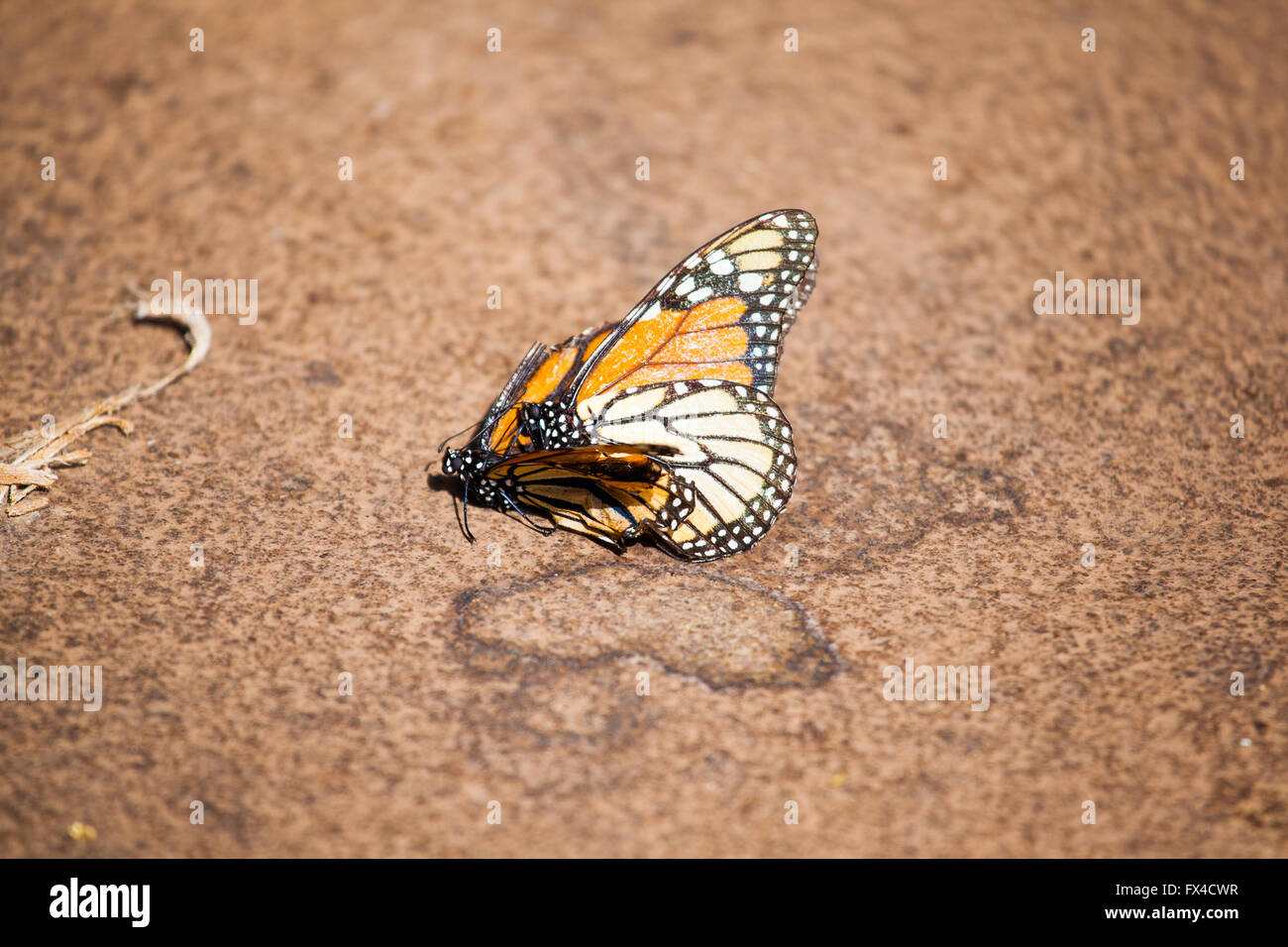 monarch butterflies copulating Stock Photo - Alamy