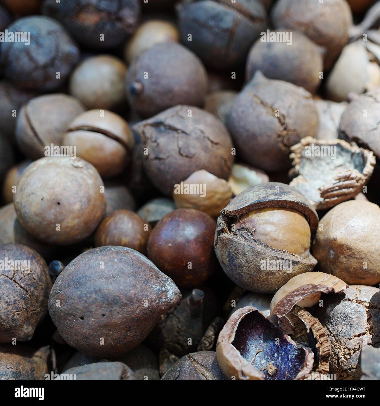 Fresh macadamia nuts in the shell at a market in Hawaii Stock Photo - Alamy