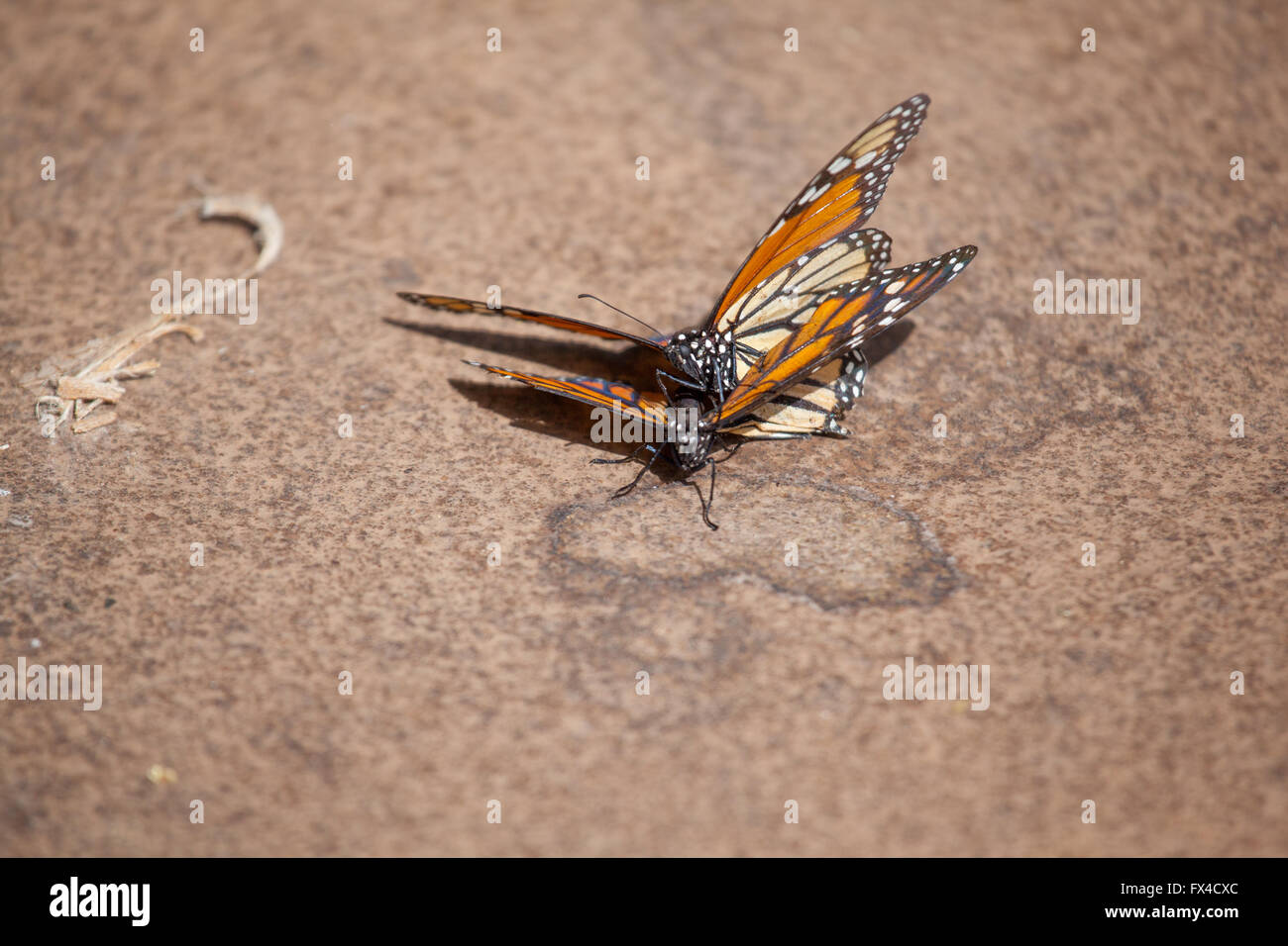 monarch butterflies copulating Stock Photo - Alamy