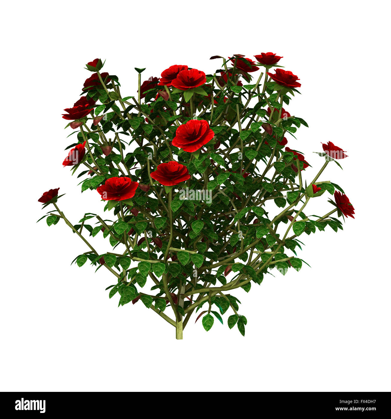 3D illustration of a red rose bush isolated on white background Stock ...