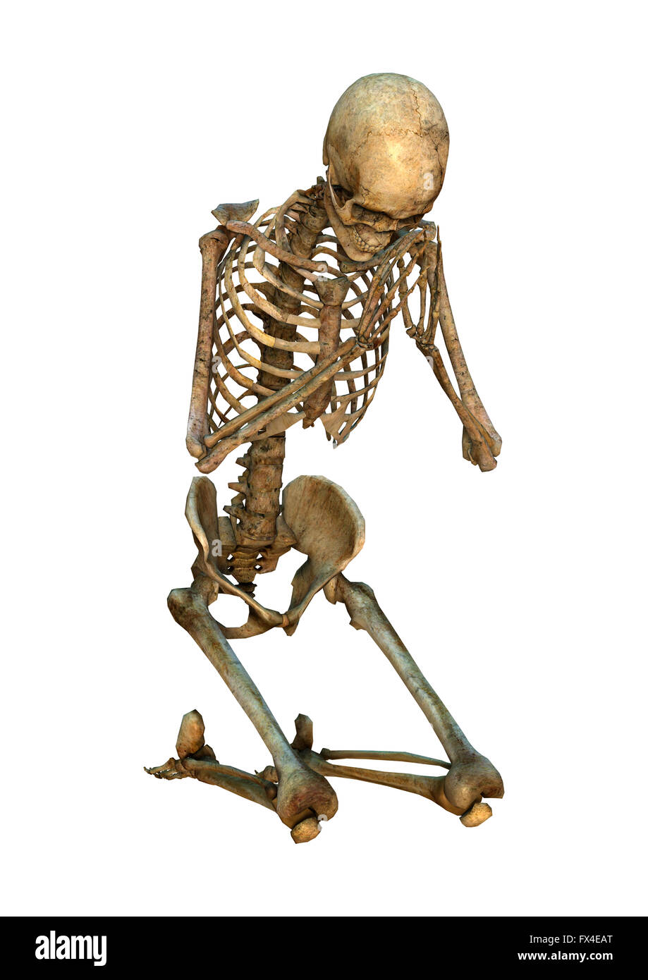 Anatomical Skeleton Background