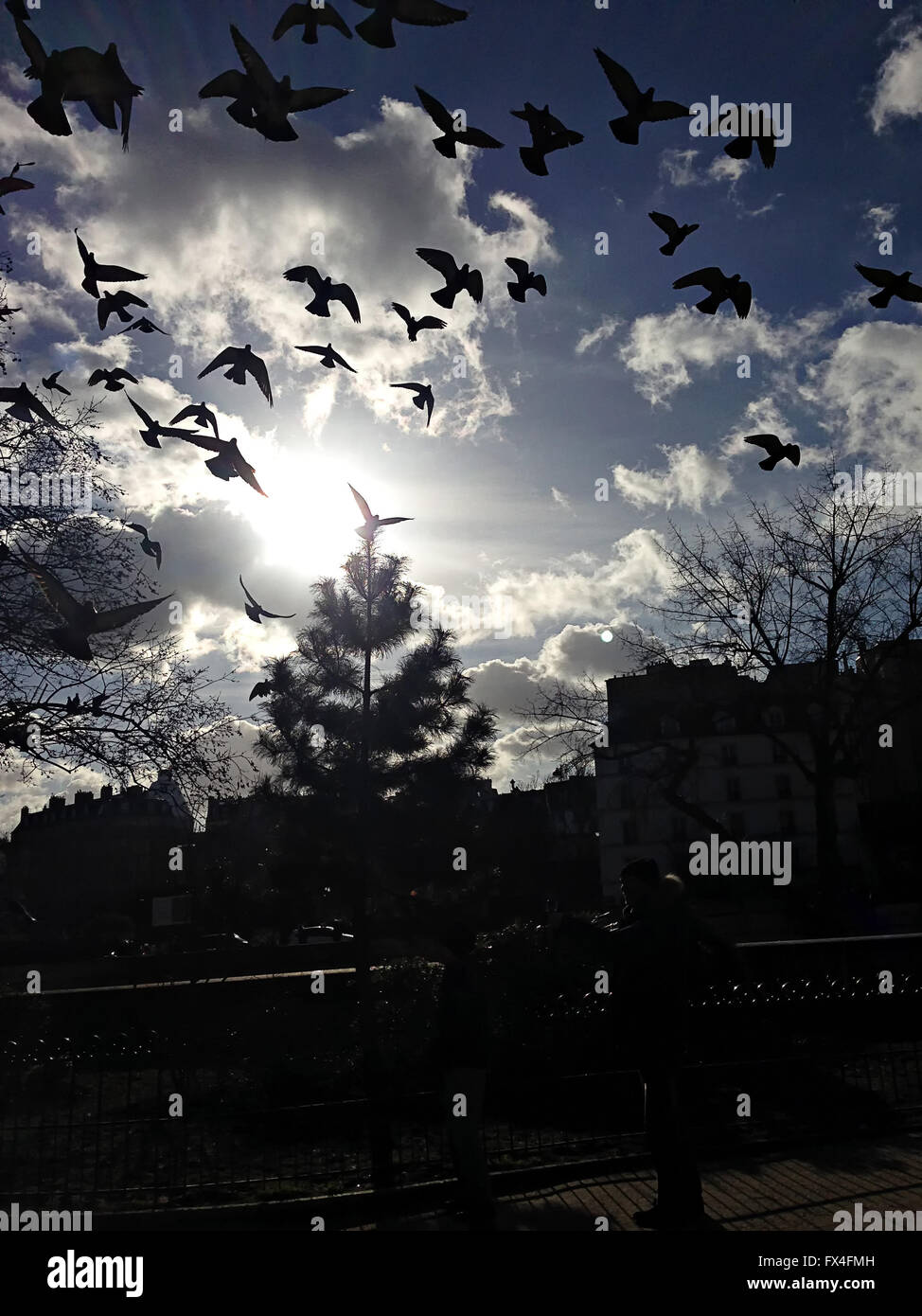 Pigeons flying in Paris Stock Photo - Alamy