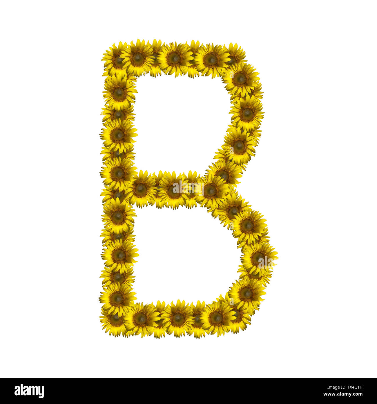 Sunflower alphabet isolated on white background, letter B Stock Photo ...