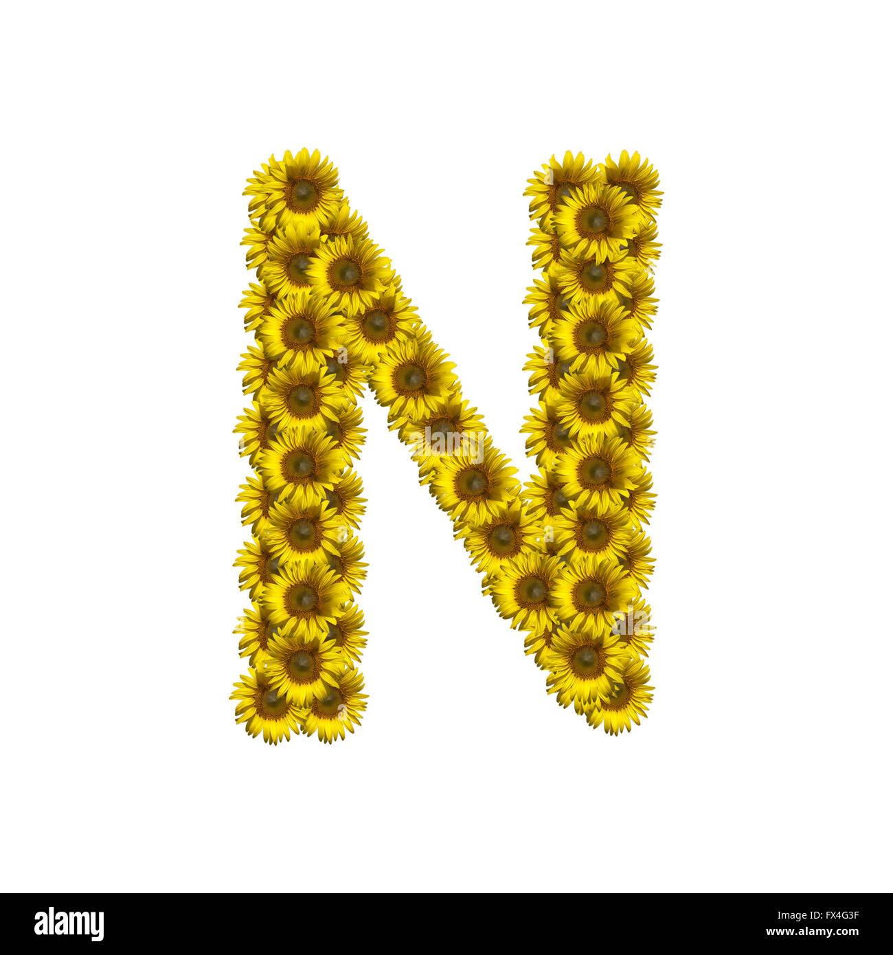 Sunflower alphabet isolated on white background, letter N Stock Photo ...