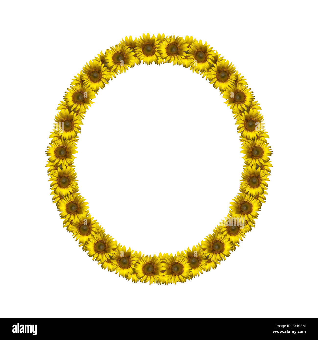 Sunflower alphabet isolated on white background, letter O Stock Photo ...