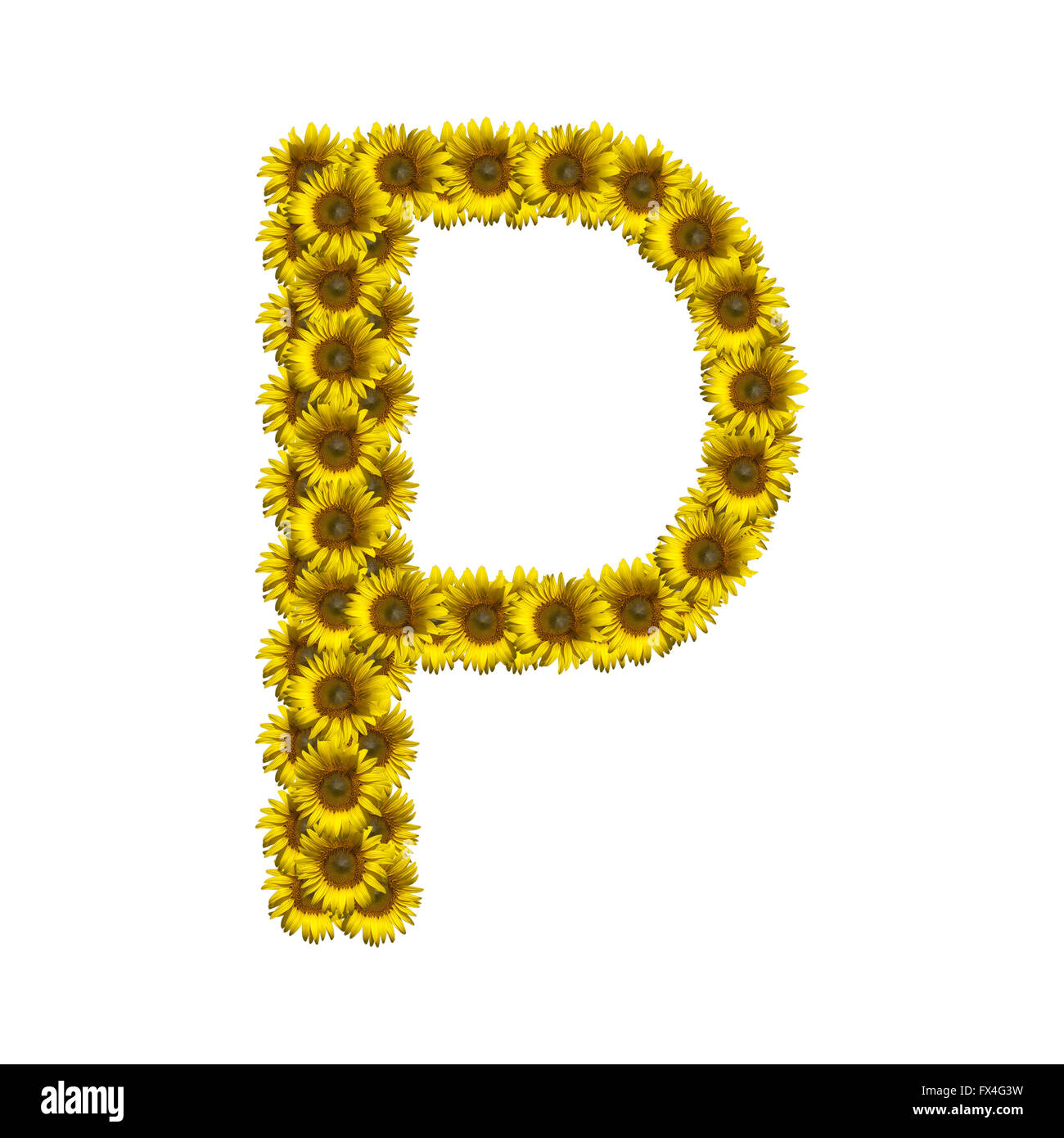 Sunflower alphabet isolated on white background, letter P Stock Photo ...