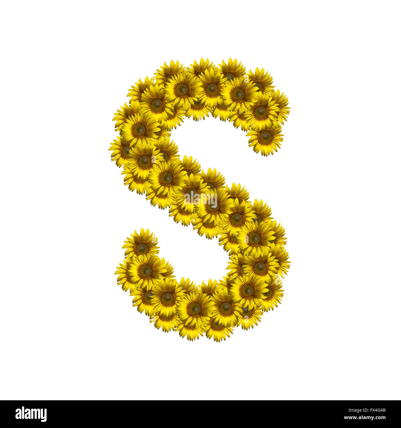 Sunflower alphabet isolated on white background, letter S Stock Photo ...