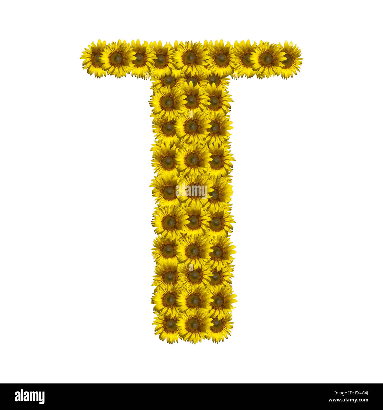 Sunflower alphabet isolated on white background, letter T Stock Photo ...