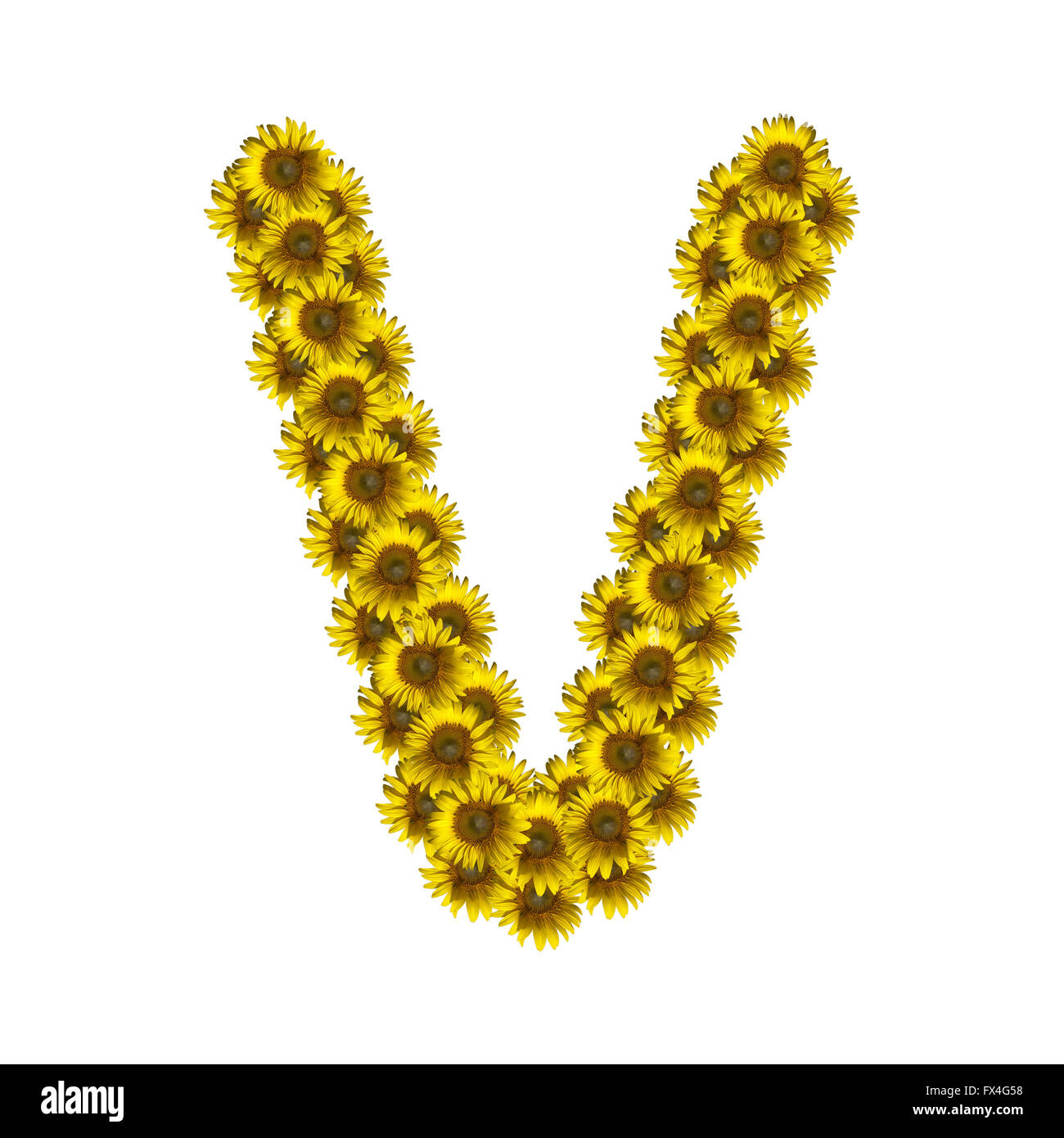 Sunflower alphabet isolated on white background, letter V Stock Photo ...