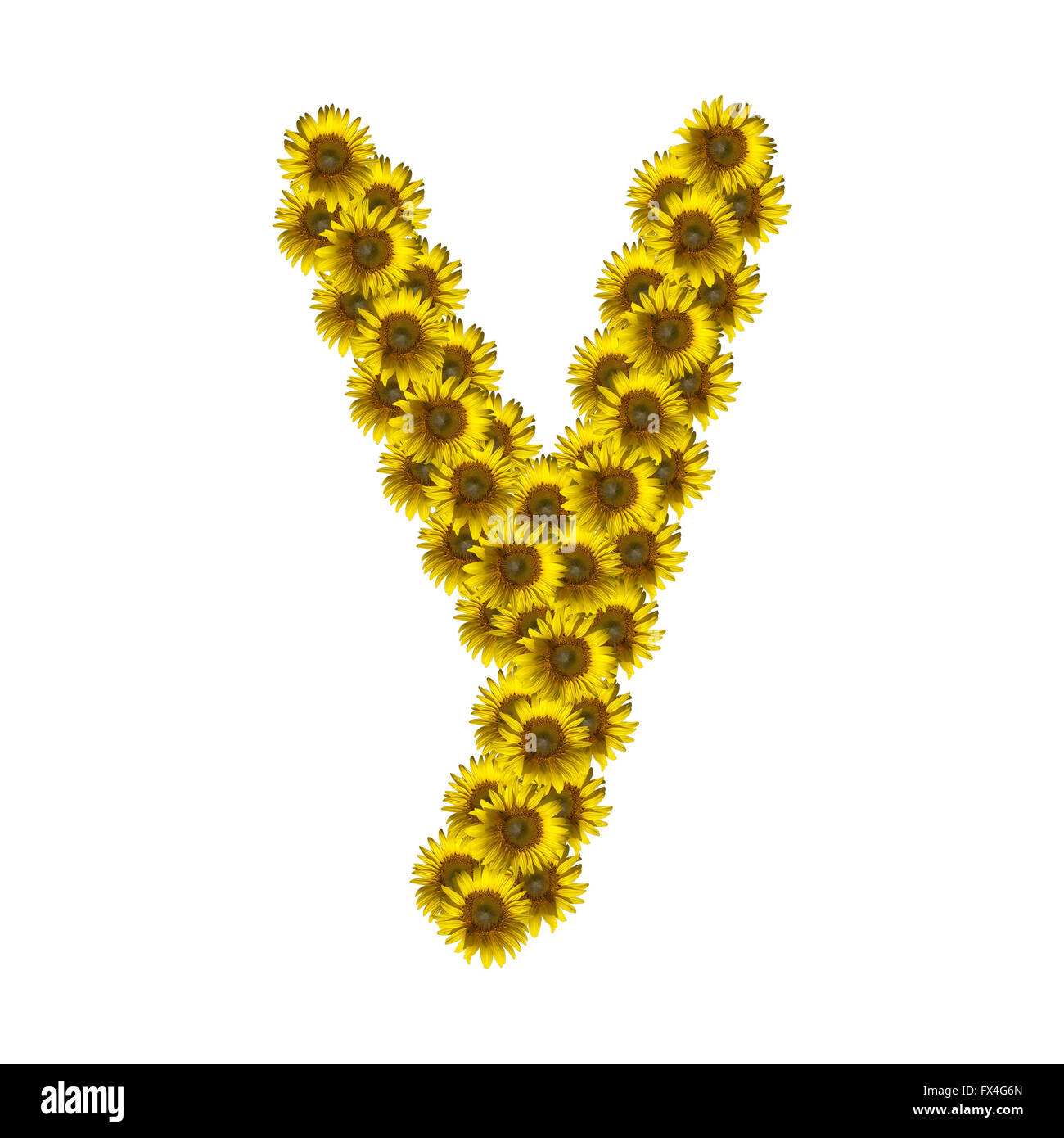 Sunflower alphabet isolated on white background, letter Y Stock Photo ...