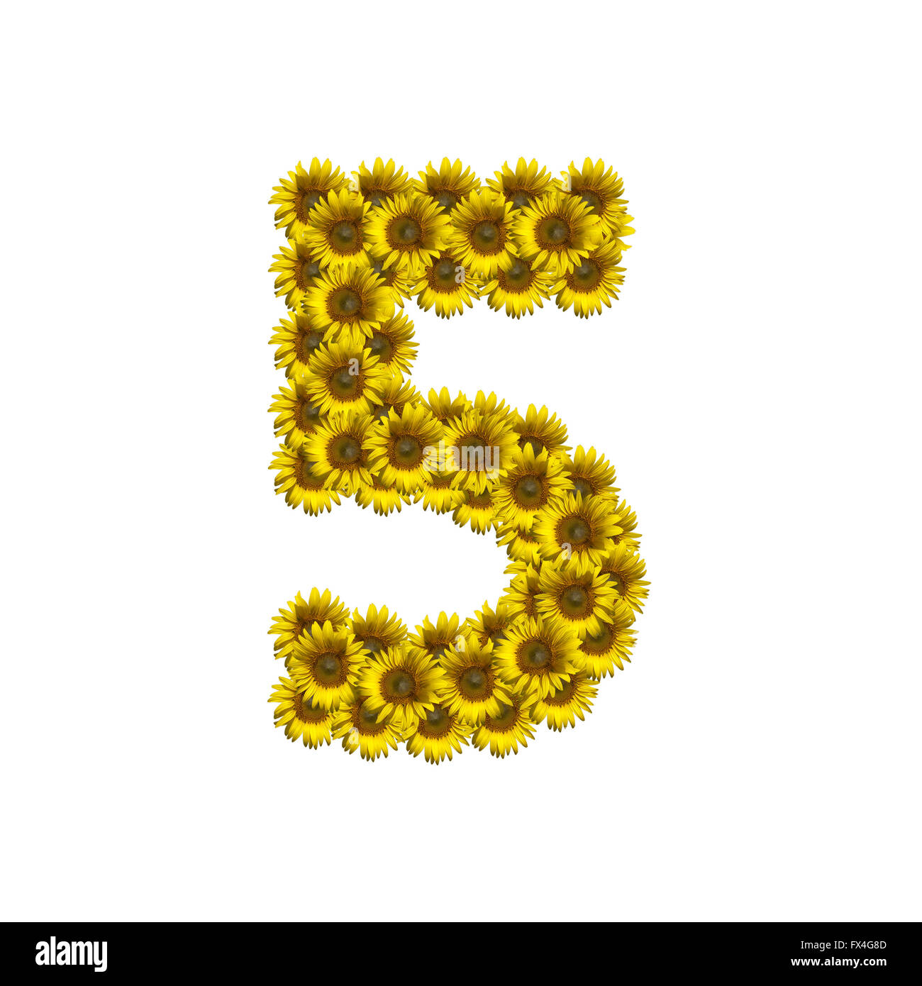 Sunflower number isolated on white background, number 5 Stock Photo - Alamy