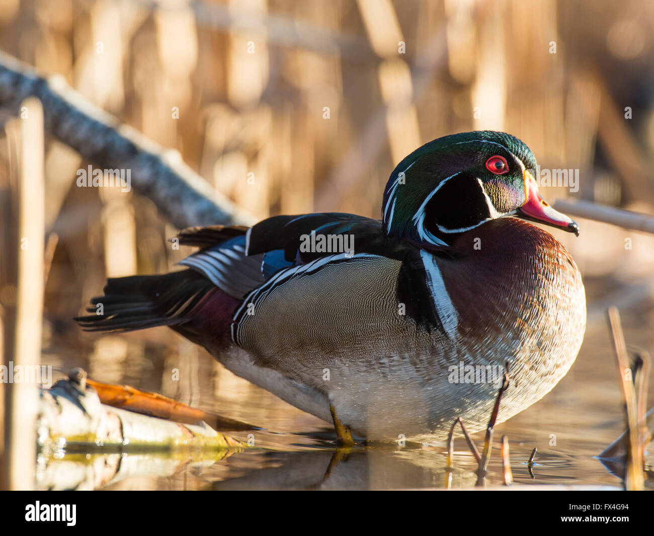 Drake Wood Duck in the spring in Minnesota Stock Photo - Alamy