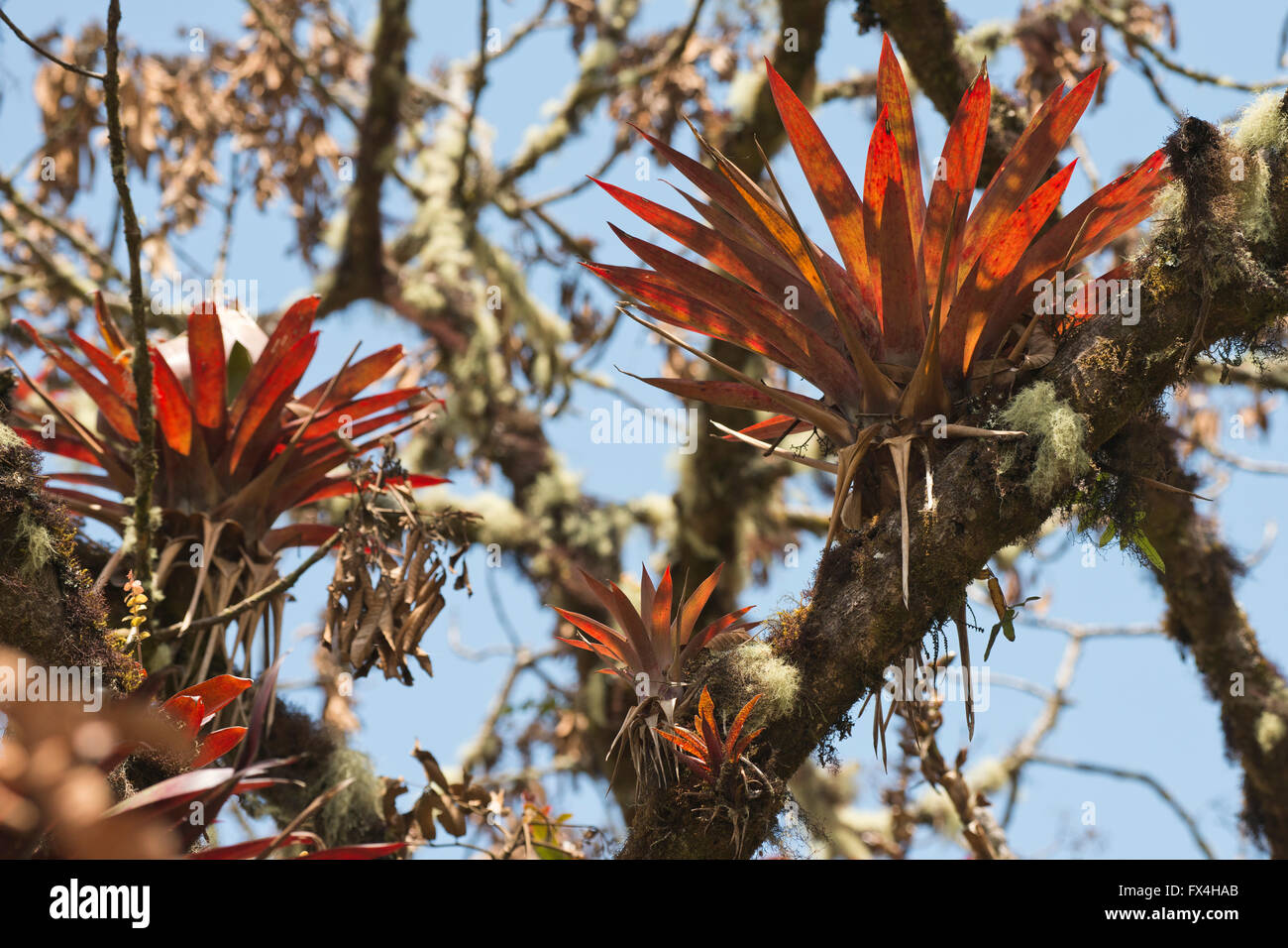 Bromeliads (Bromelia sp.) in tree, Los Quetzales National Park, San ...
