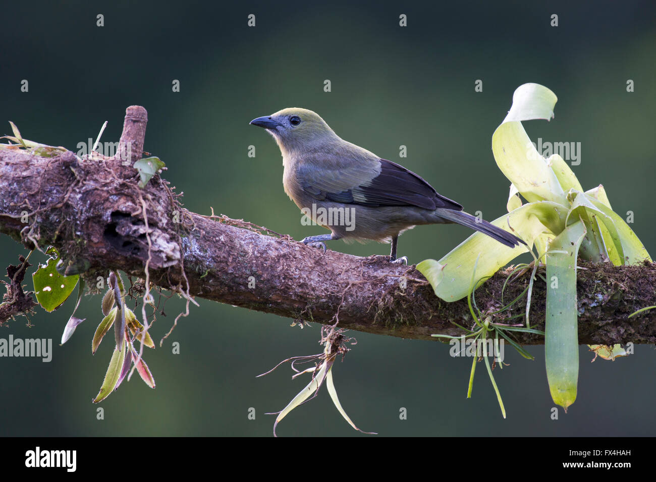 Palm tanager (Thraupis palmarum), District Heredia, Costa Rica Stock ...