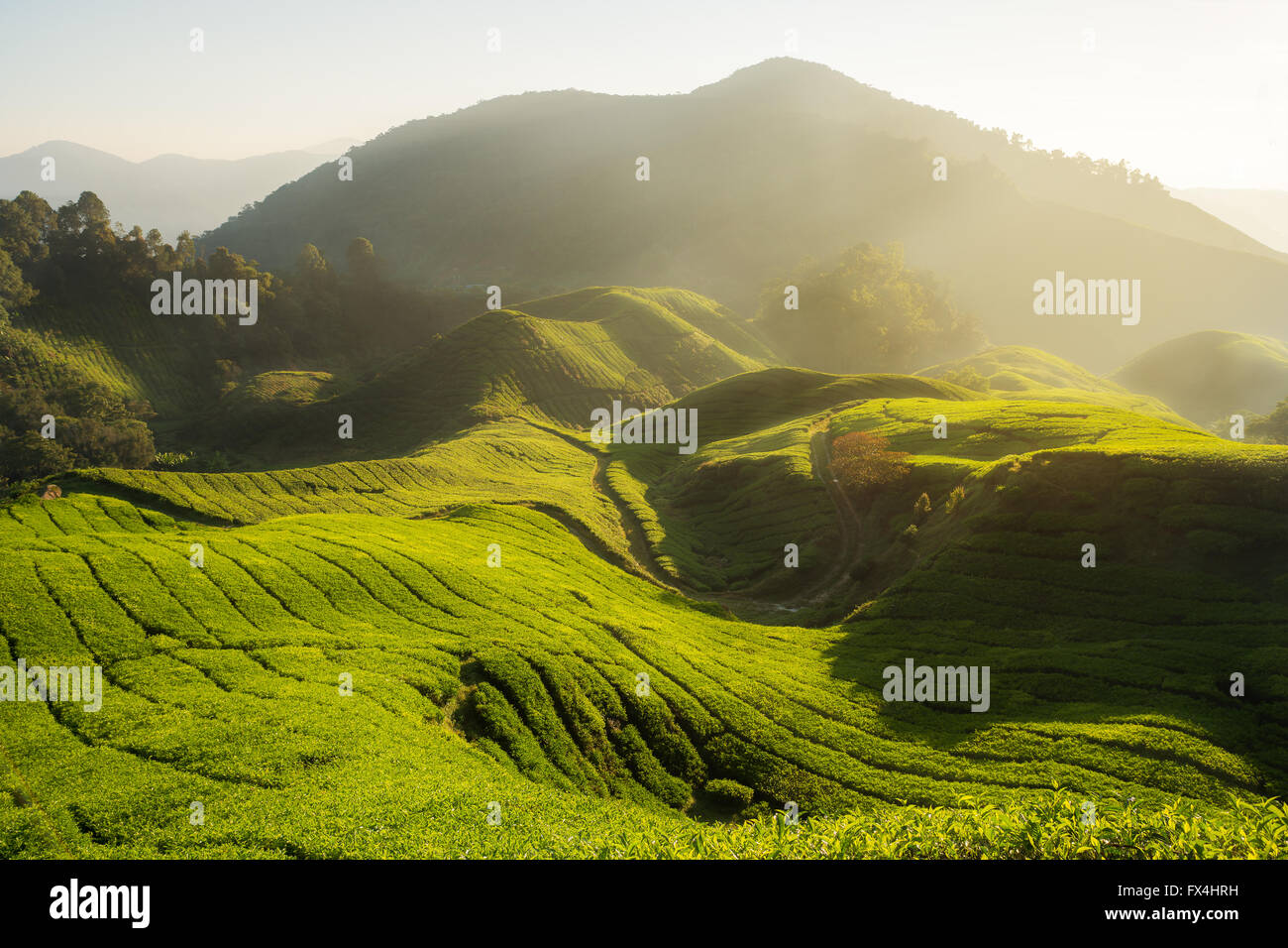 Cameron highlands forest hi-res stock photography and images - Alamy