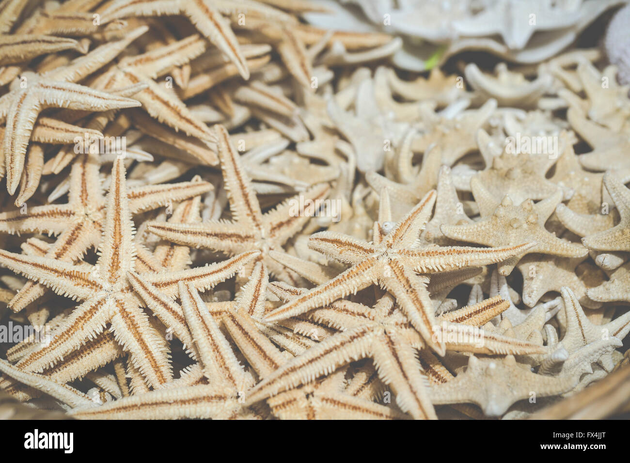 Starfish and seashells souvenirs for sale Stock Photo - Alamy