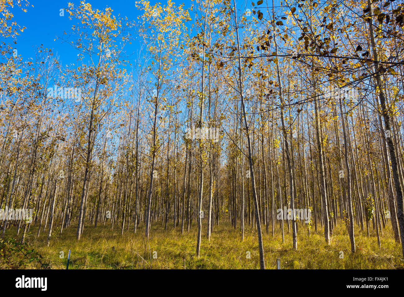 A tree farm is growing very straight trees whos leaves are changing ...