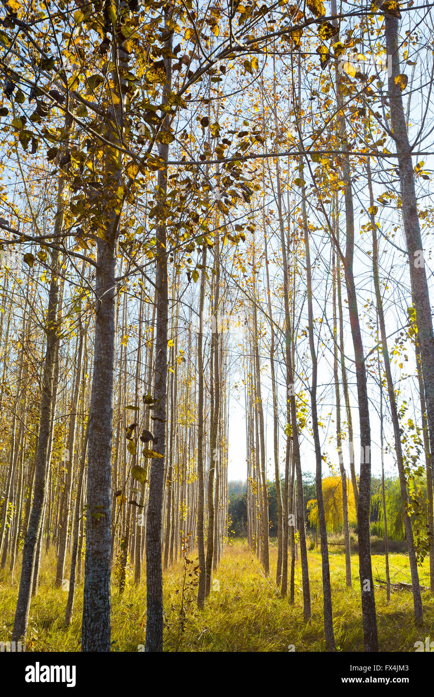 A tree farm is growing very straight trees whos leaves are changing ...