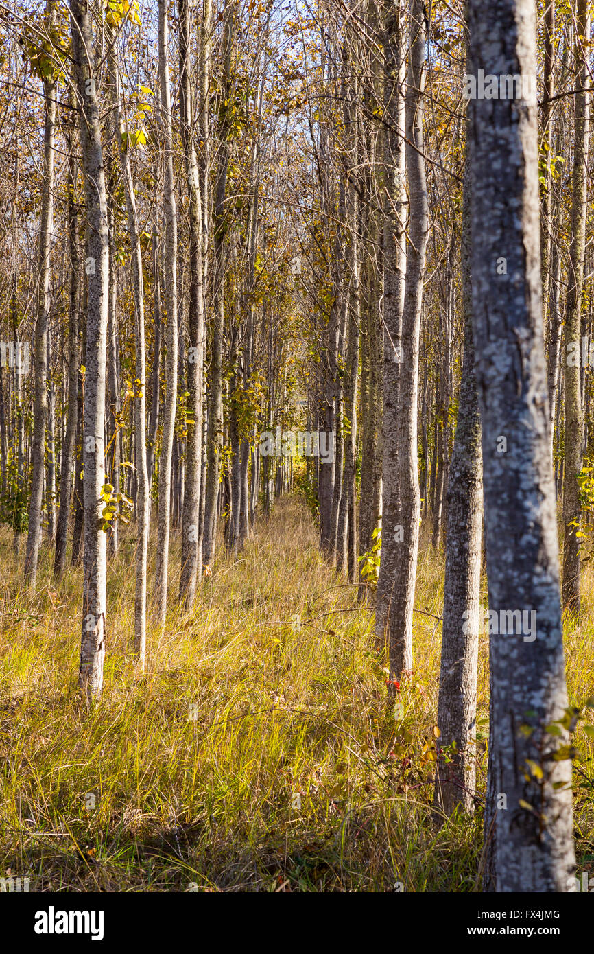 A tree farm is growing very straight trees whos leaves are changing ...