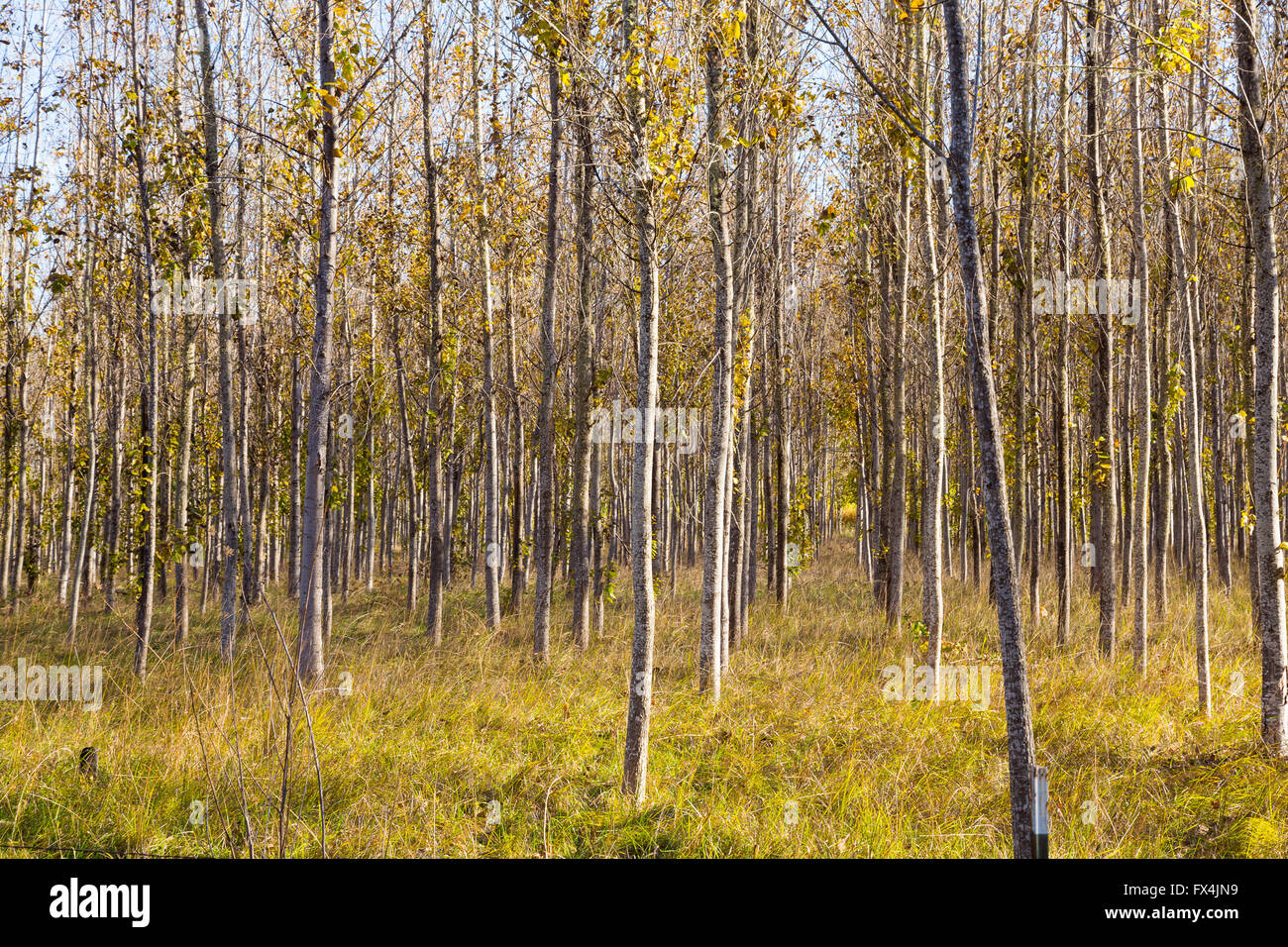 A tree farm is growing very straight trees whos leaves are changing ...