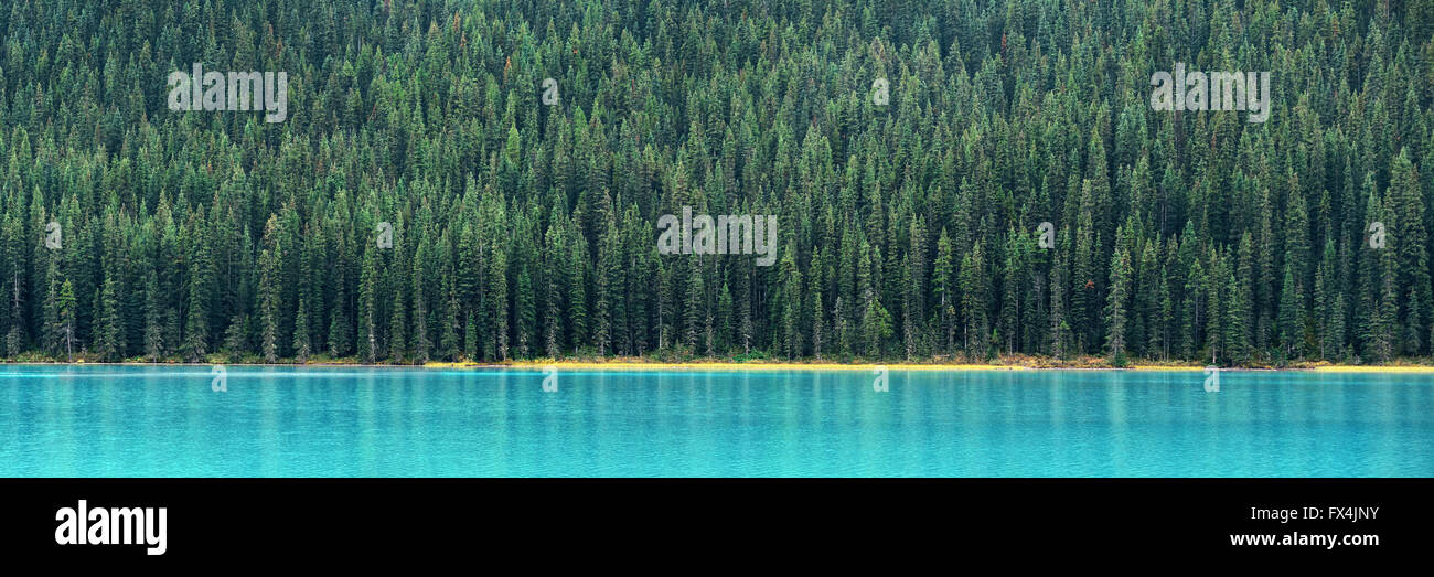 Forest panorama at lake waterfront in Banff National Park, Canada Stock ...