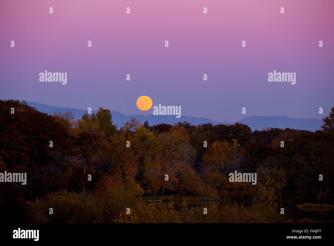 Moon over autumn trees hi-res stock photography and images - Alamy