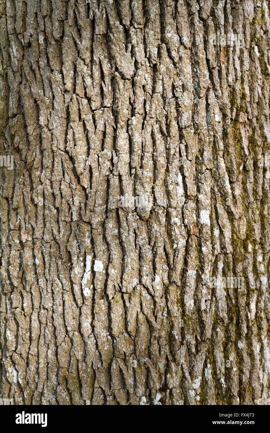 The bark of a tree is photographed as a vertical abstract in color ...